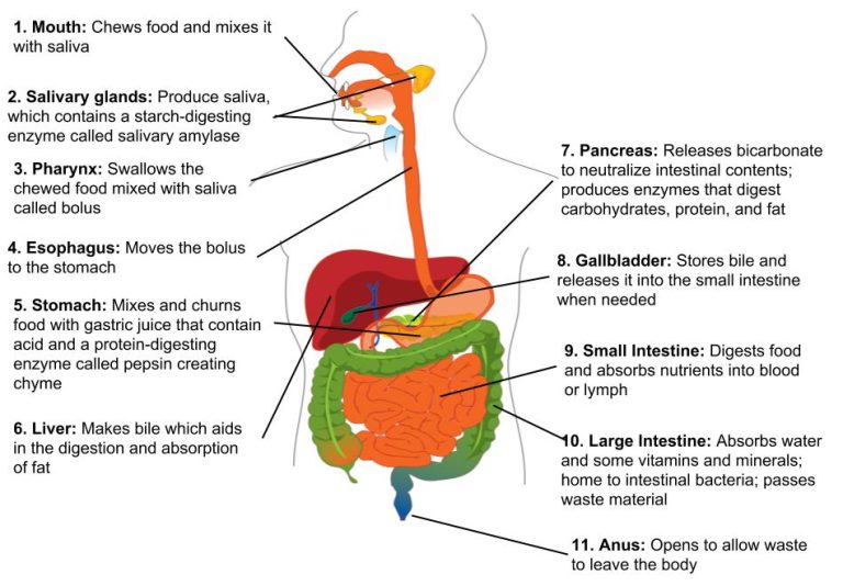 The Digestive System – Human Nutrition: 2020 Edition