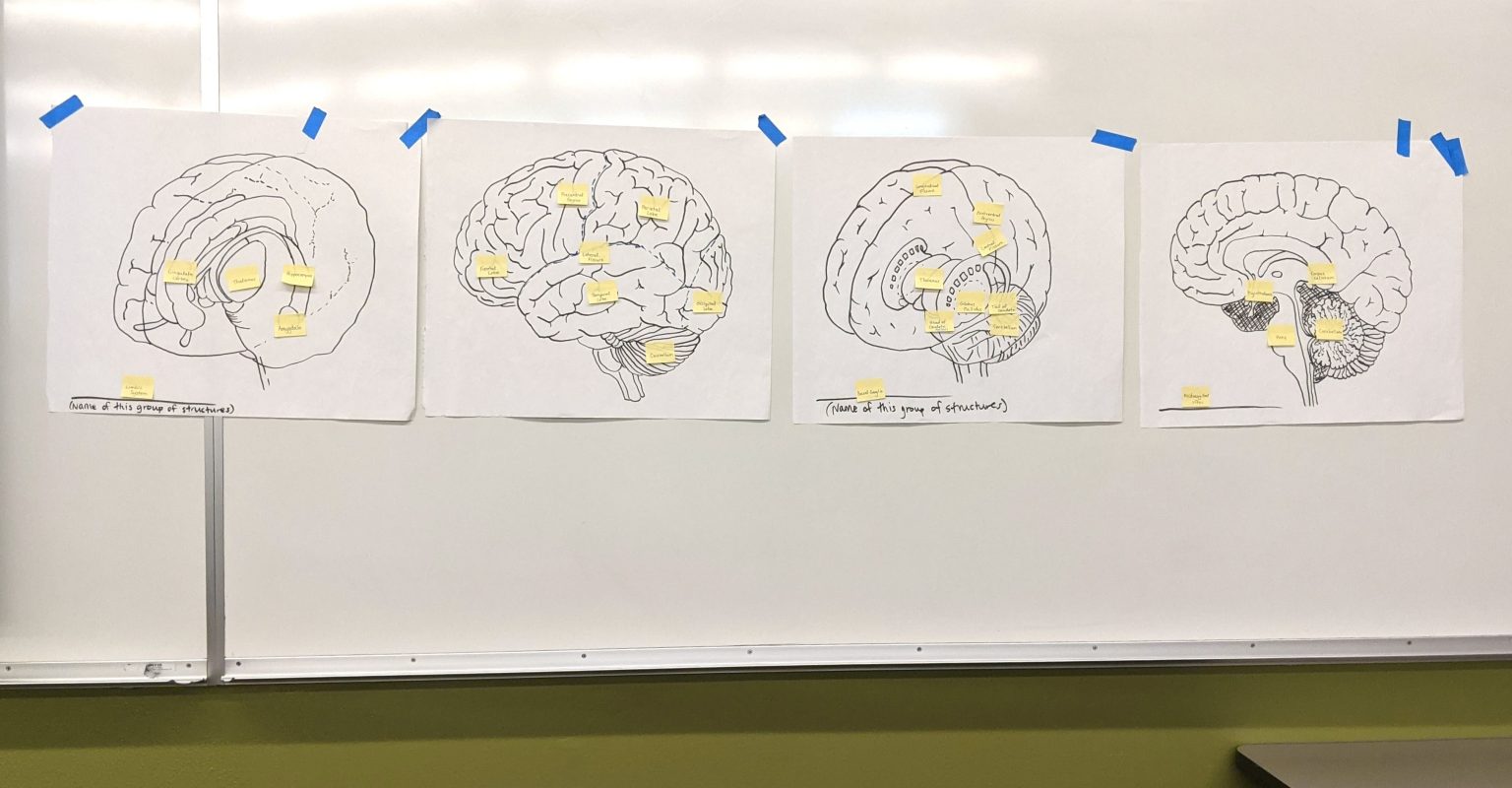 Pin the Structure on the Brain: An Active Learning Neuroanatomy Game ...