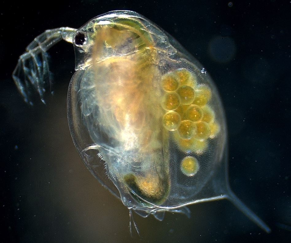 Lab 2. Application of the Scientific Method using Daphnia magna ...